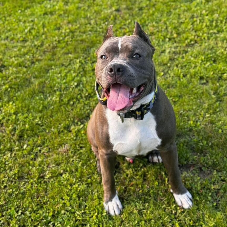 Амстафф кобель