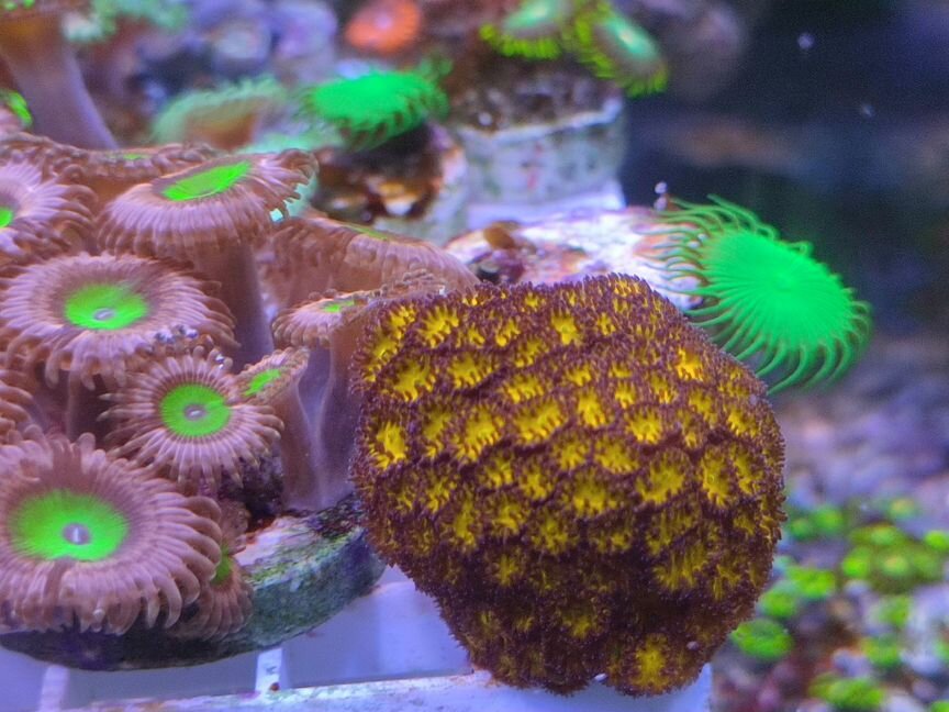 Морские кораллы