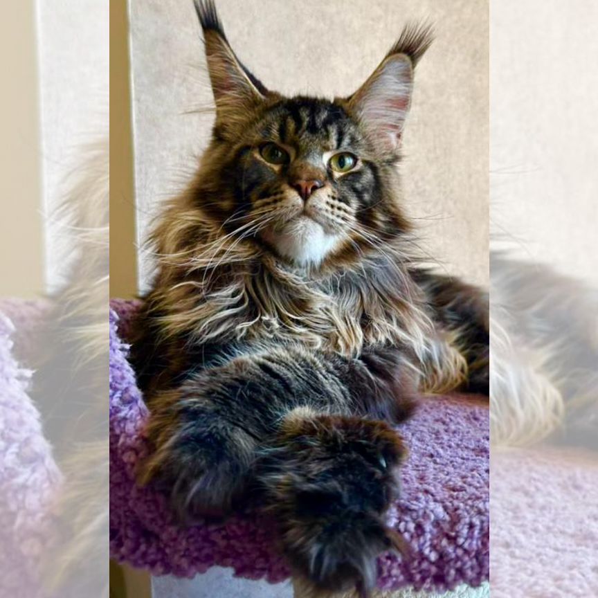 Мейн-кун котёнок