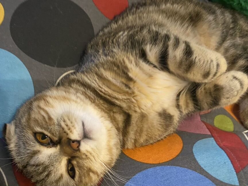Шотландская кошка бесплатно