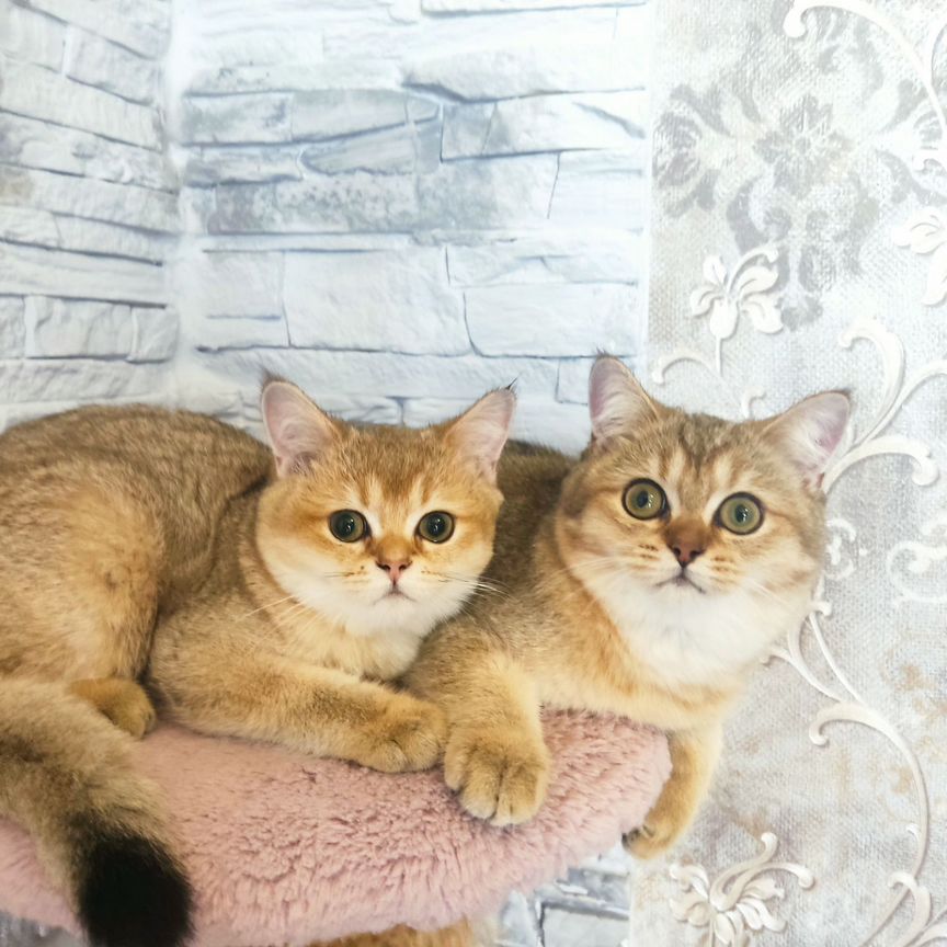 Золотые лапусики