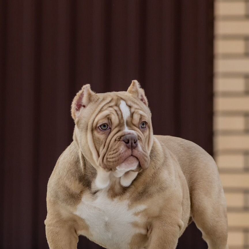 Американский булли стандарт в домашние любимцы