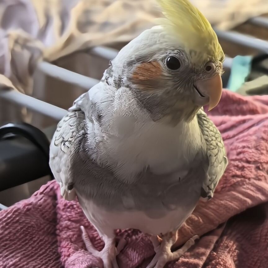 Попугай корелла