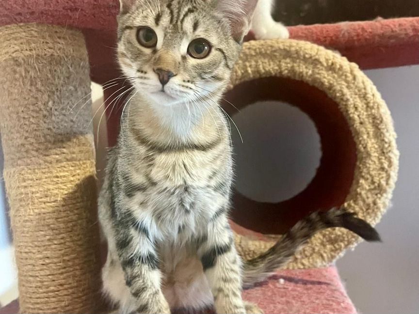Котенок в добрые руки,Саныч 4 месяца