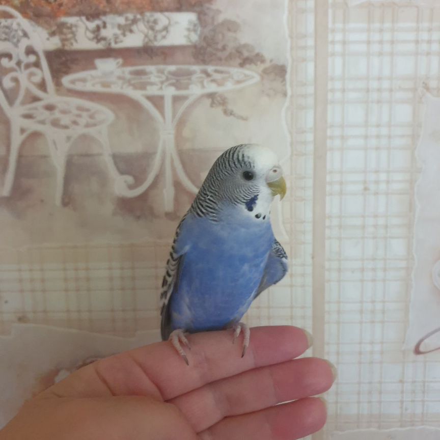 Волнистый попугай девочка бесплатно