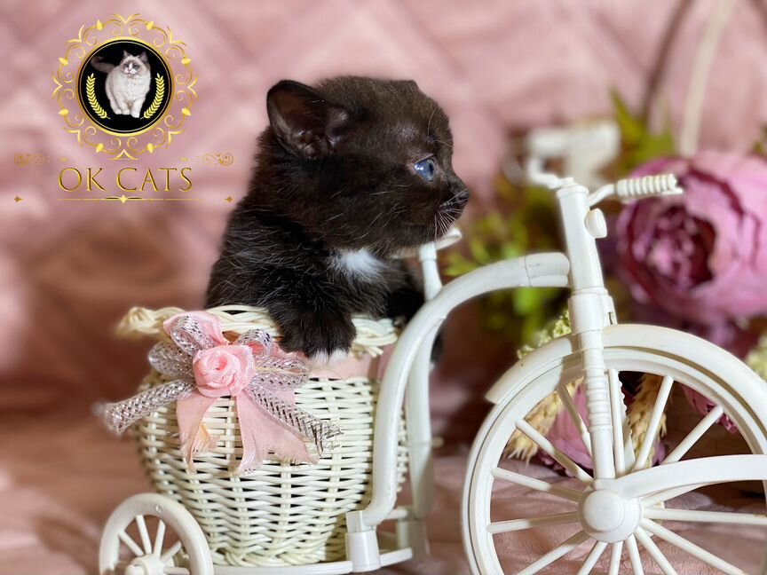 Ласковая малышка манчкин стандарт