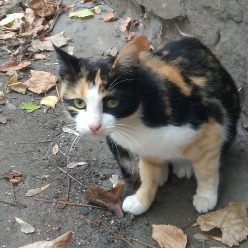 Кошечка Мася