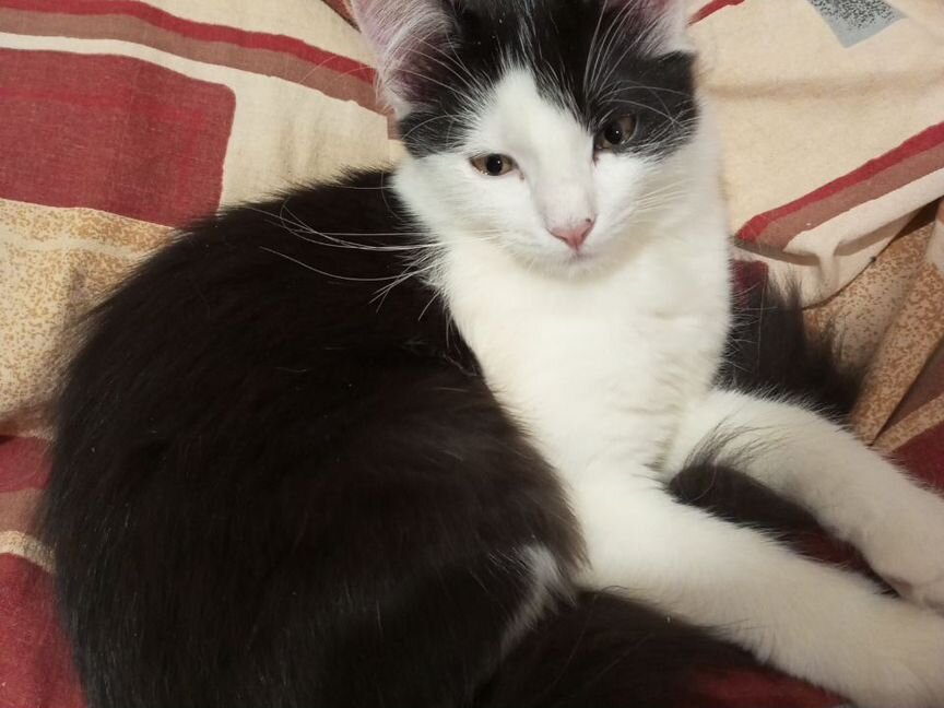 Котенок Веста ищет семью