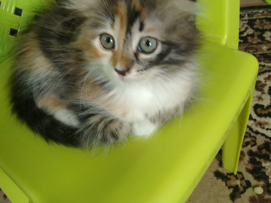 Котята в хорошие рукм