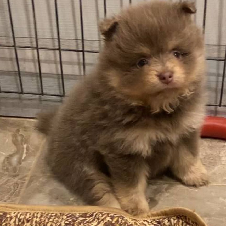 Шпицы милашки