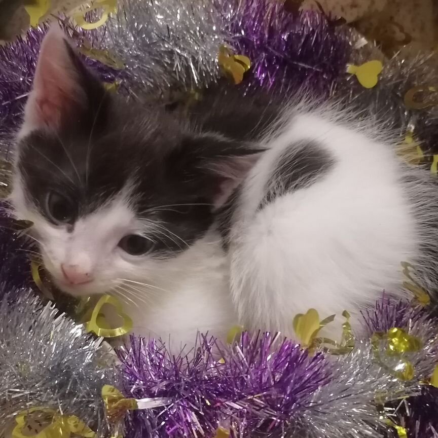 2х месячный котёнок