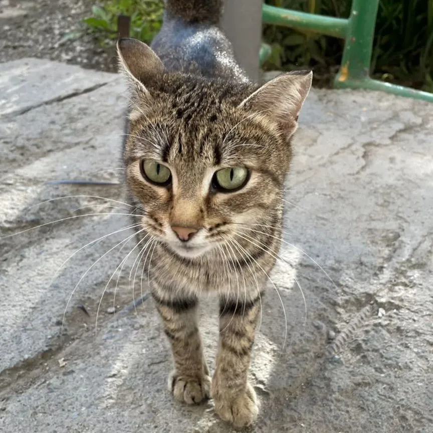 Ласковая кошечка