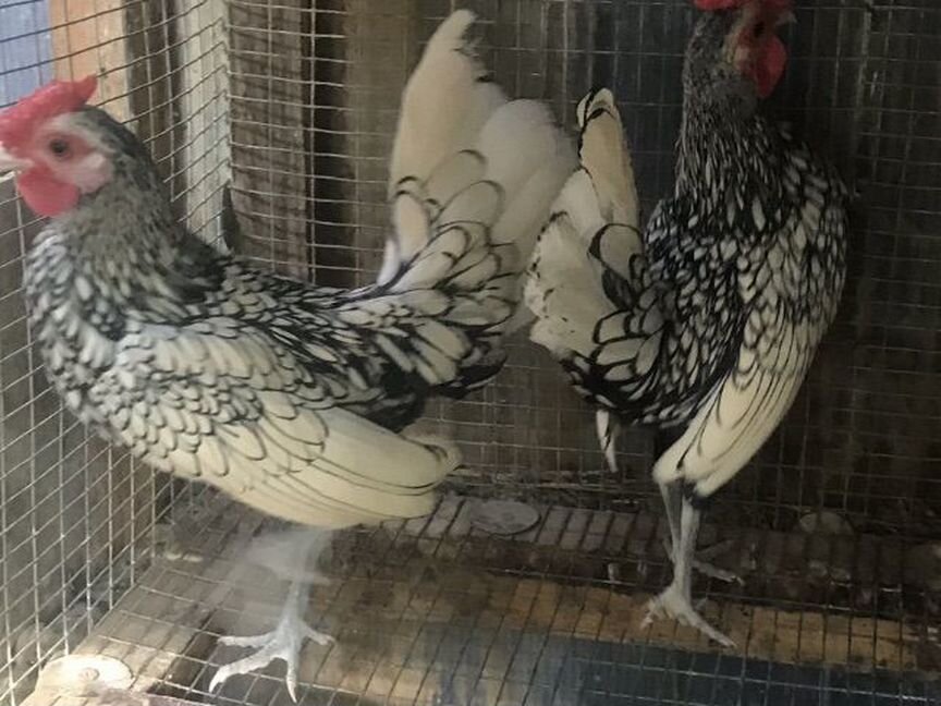 Петушки сибрайт