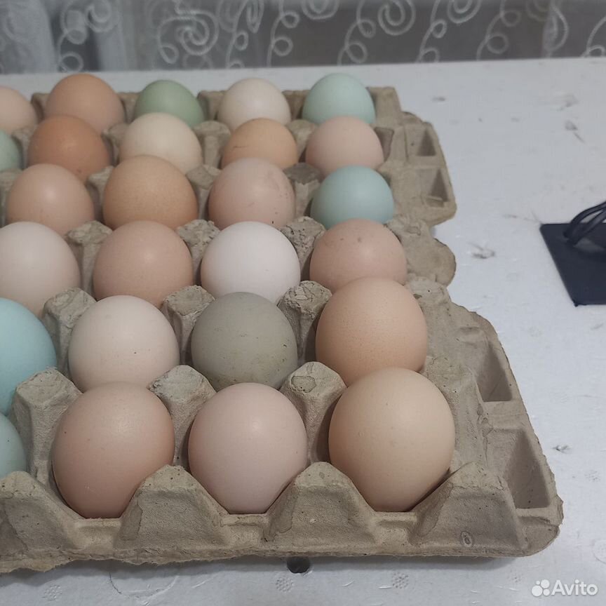 Инкубационное яйцо