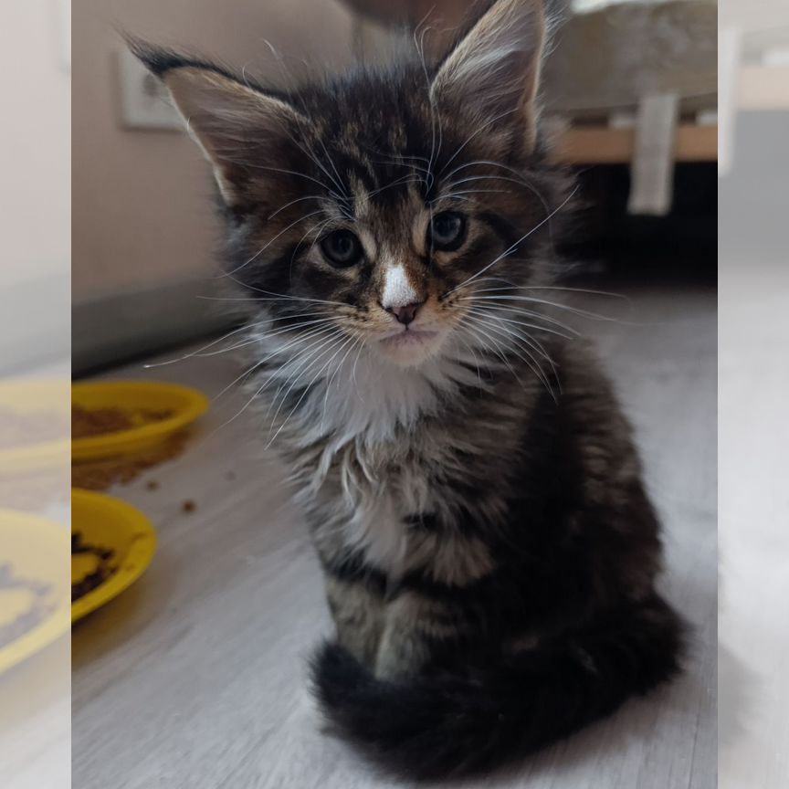 Мейн-кун котёнок