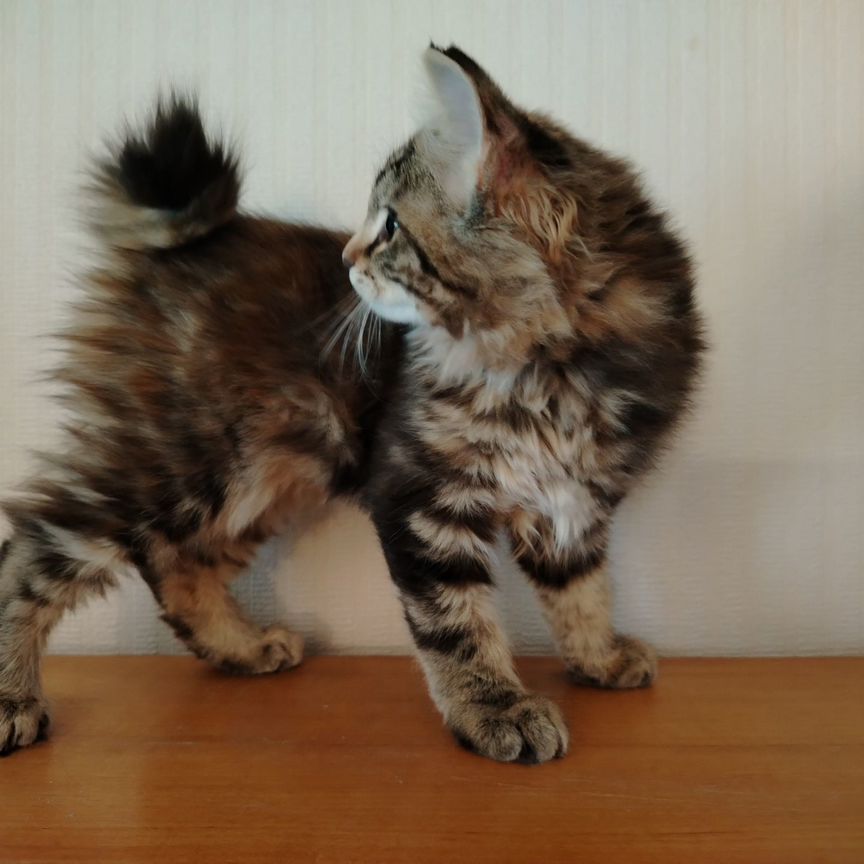 Котенок курильского бобтейла, кошка
