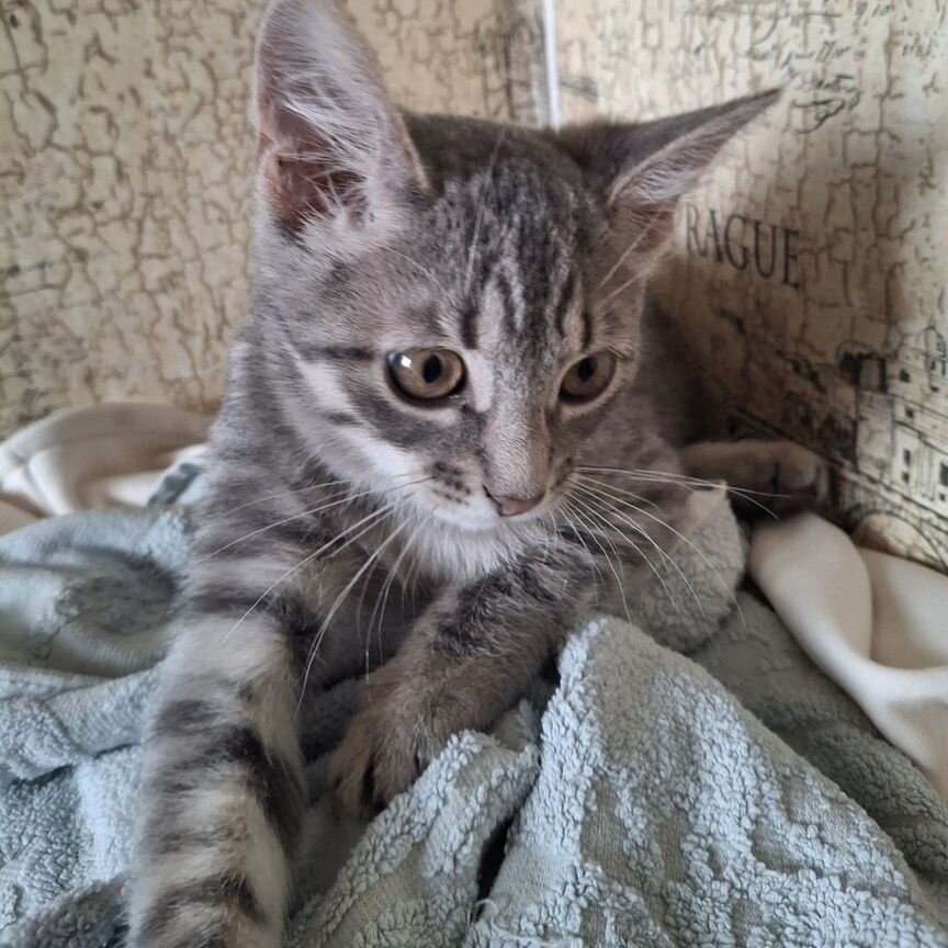 Котёнок в добрые руки