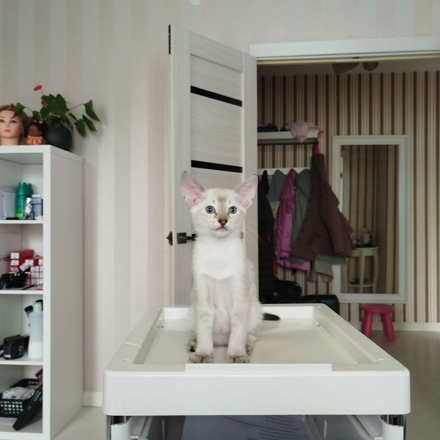 Снежные бенгалы