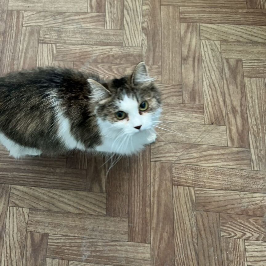 Найдена кошечка, ищем нового хозяина