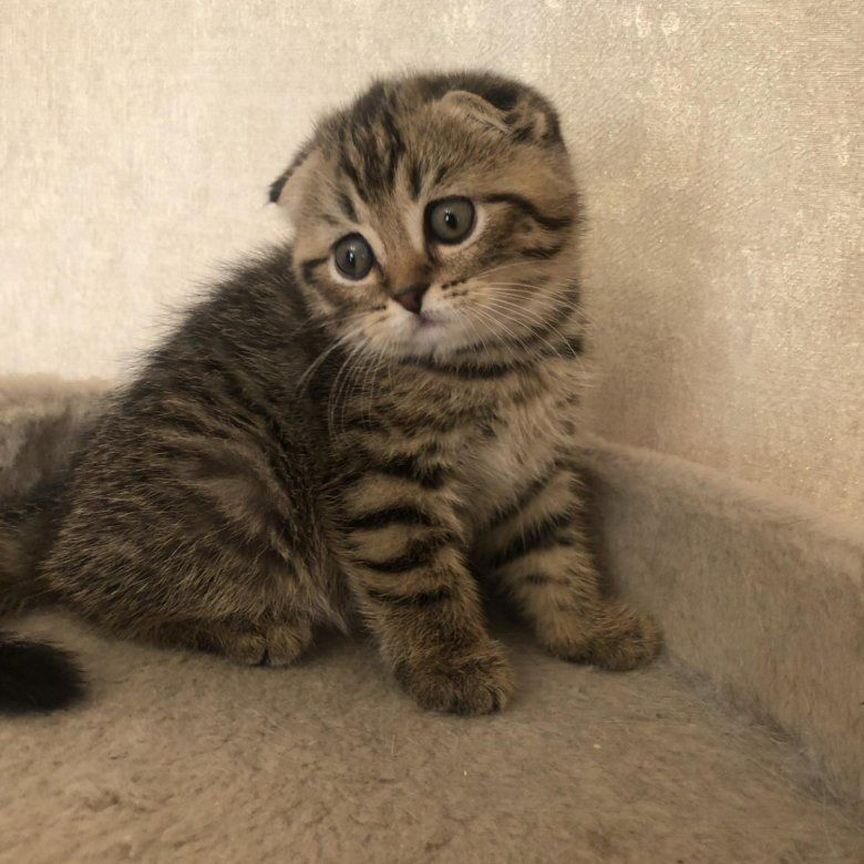 Котята шотландские тигровые