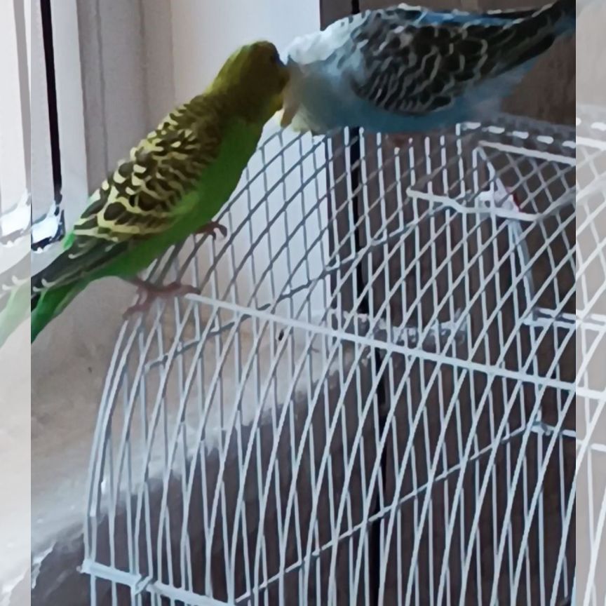 Волнистый попугай с клеткой