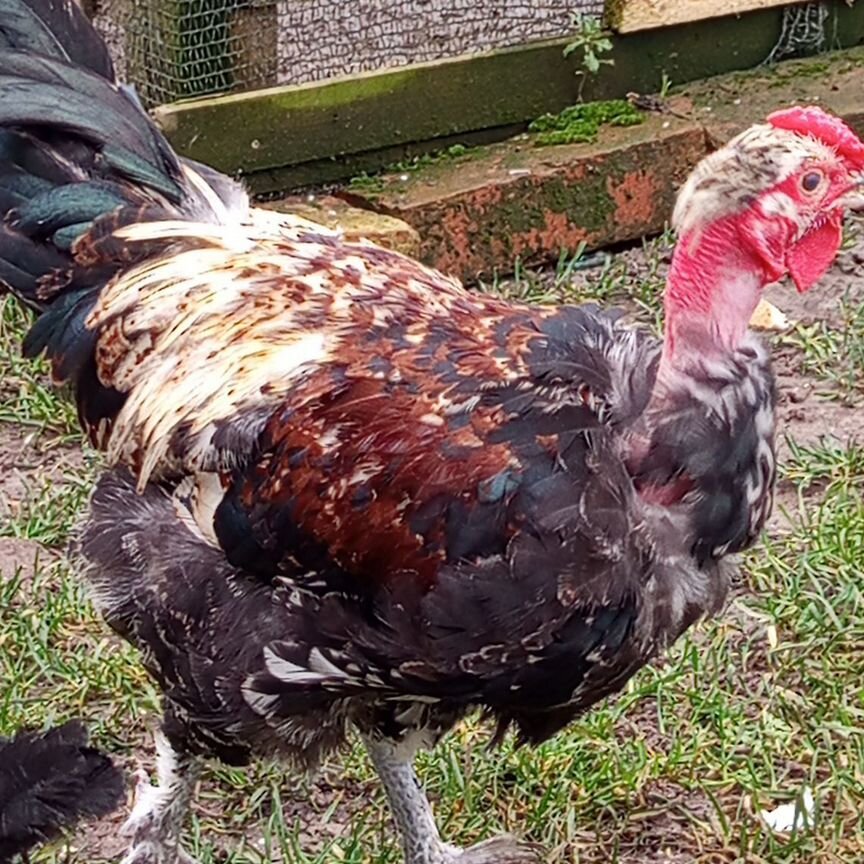 Петухи голошейки