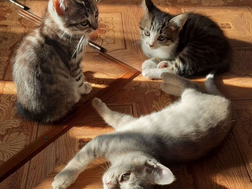 Котята в добрые руки бесплатно