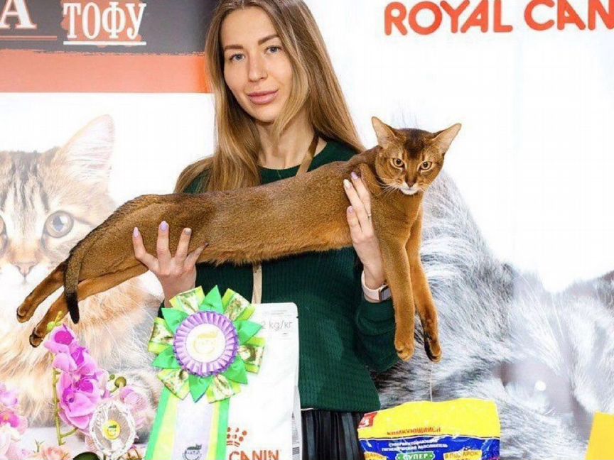 Вязка с Абиссинским котом Чемпионом