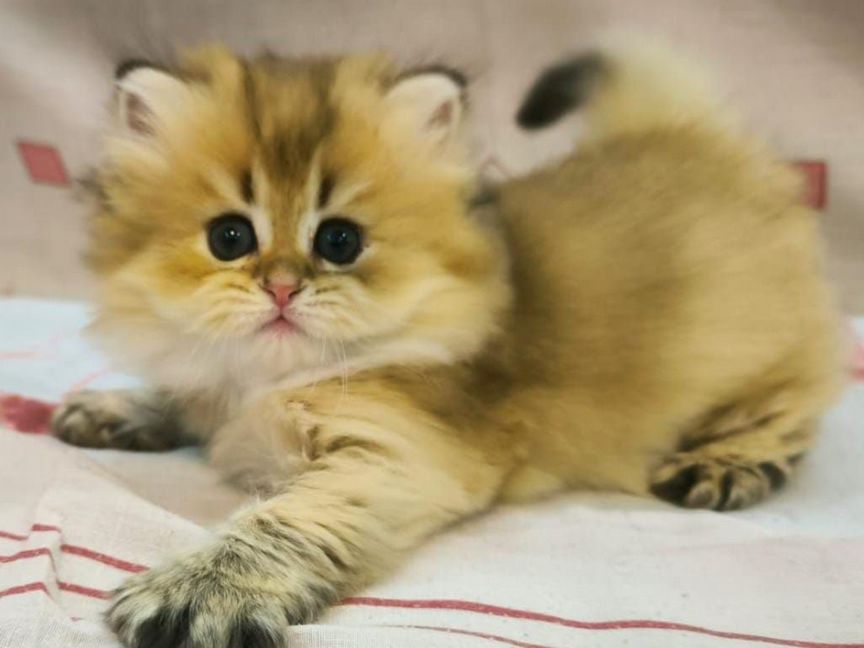 Котята золотая шиншилла