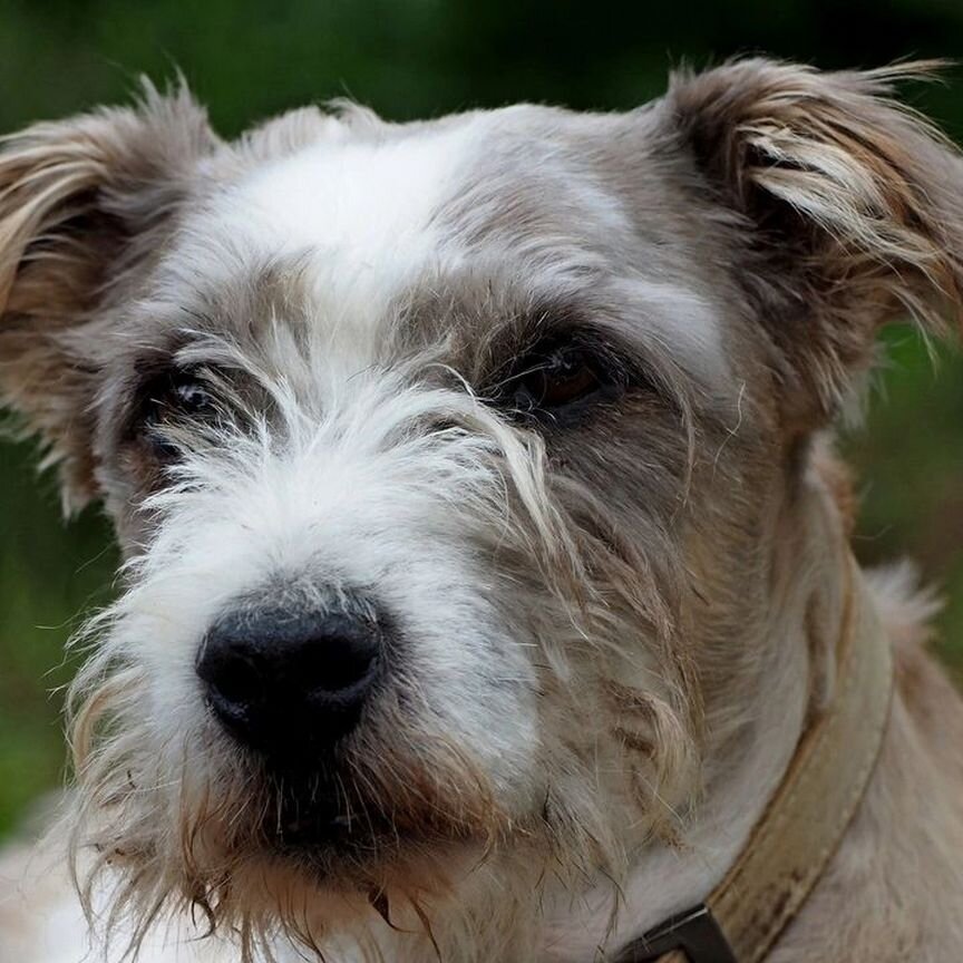 Песик из приюта ищет дом/передержку