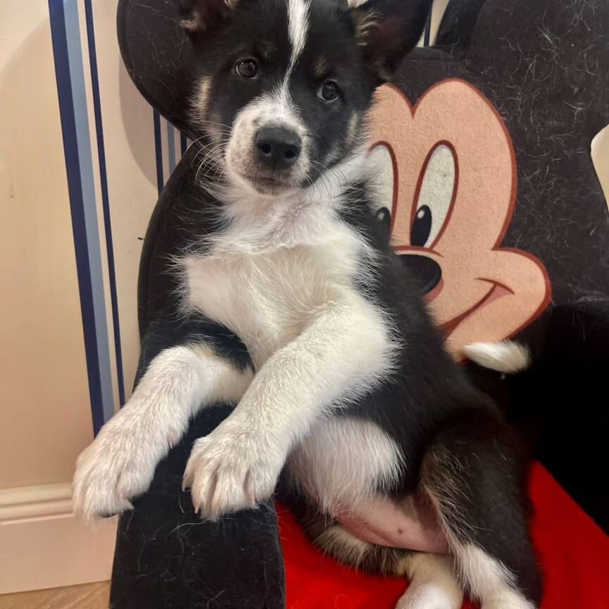 Ищу надёжного друга