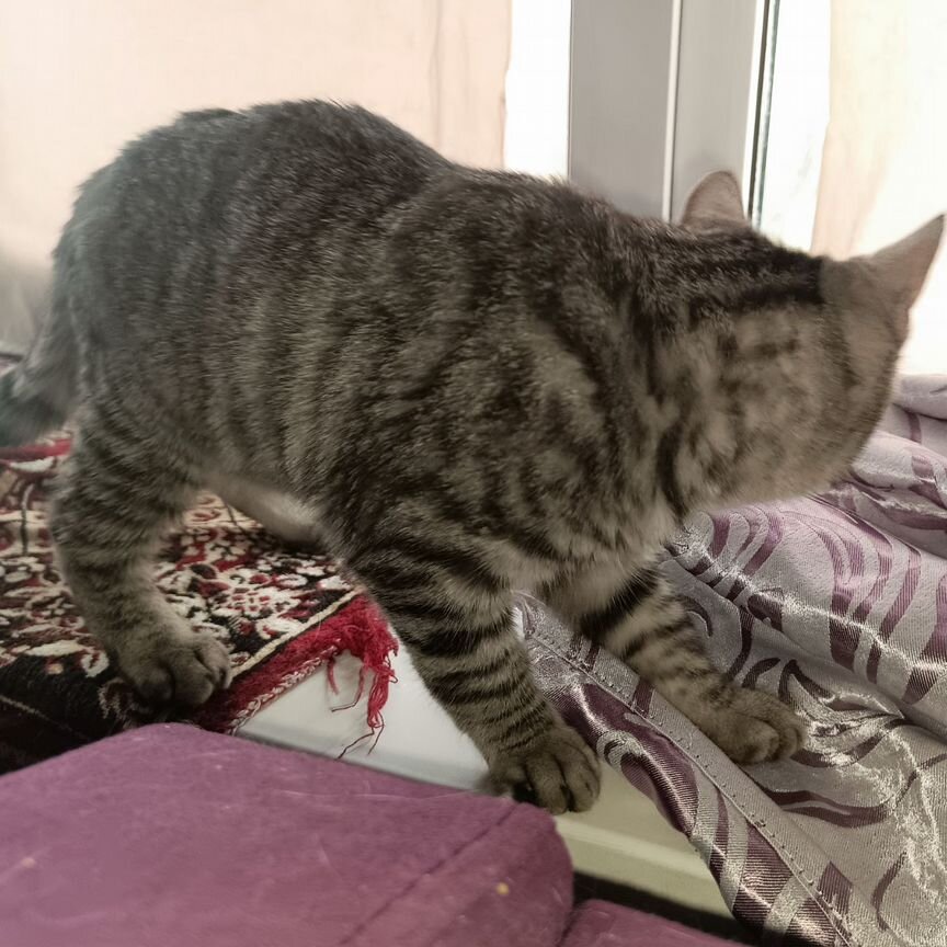 Американский короткошёрстный котёнок