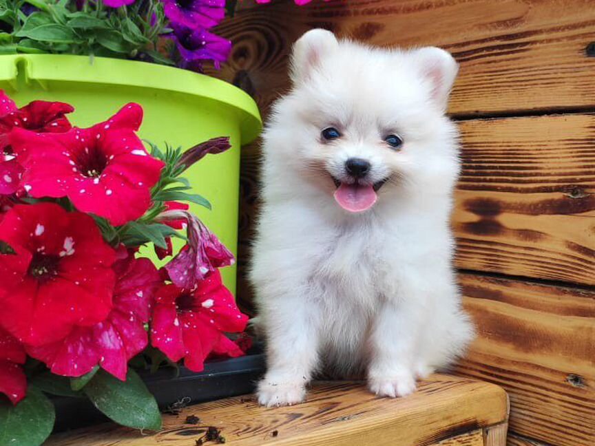 Шпиц блондинка