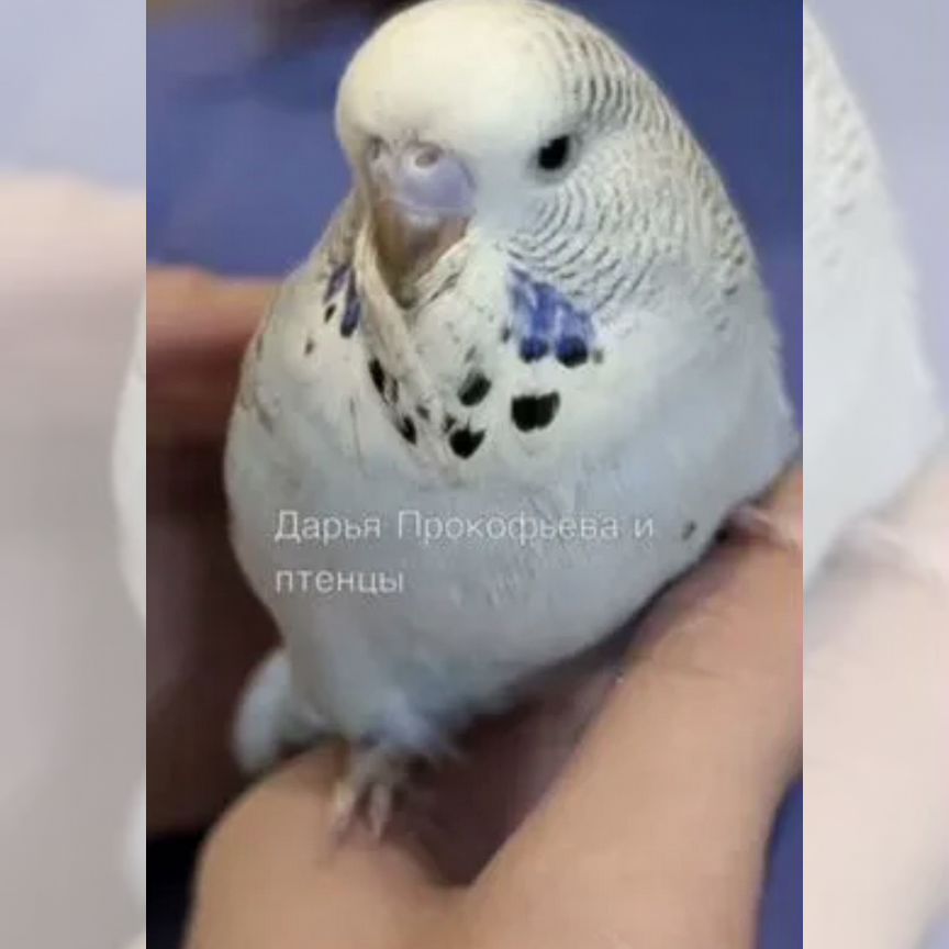 Птенцы волнистый попугай Ввп липучки