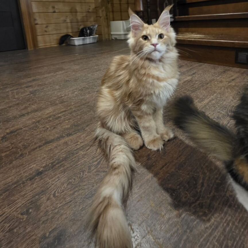 Мейн-кун котёнок