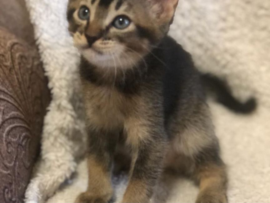 Абиссинская