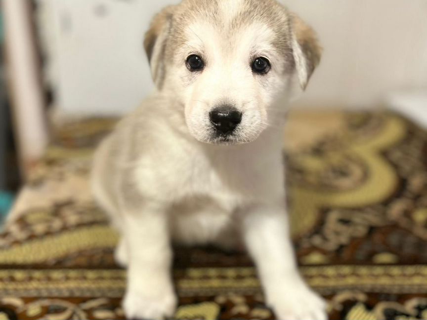 Собака