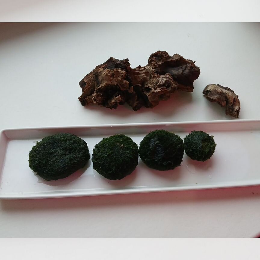 Крупные и плотные кладофоры   мопани