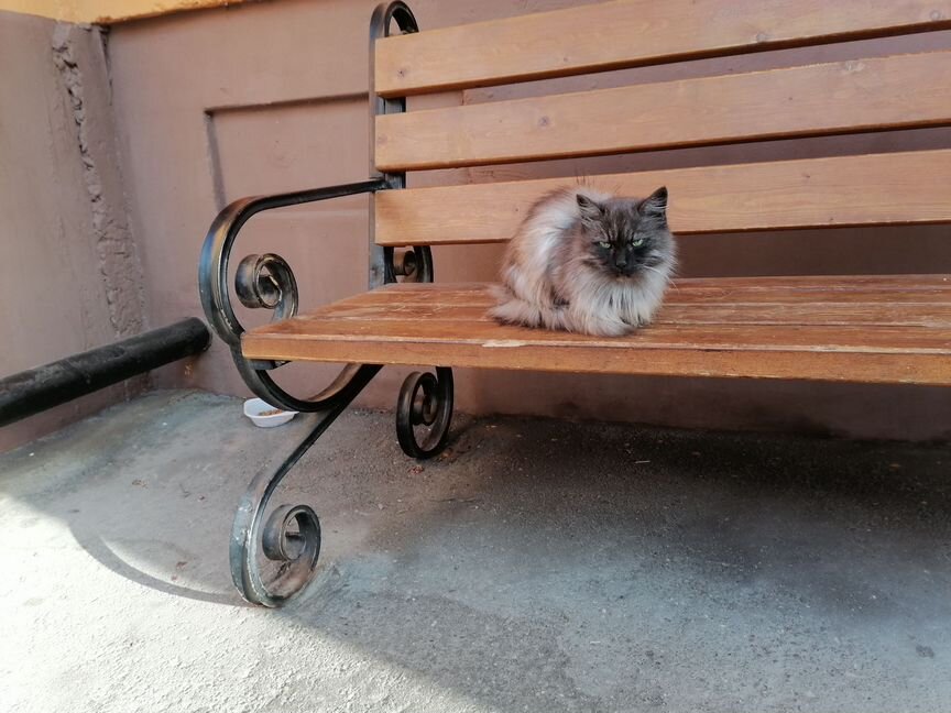 Молодая кошечка бесплатно
