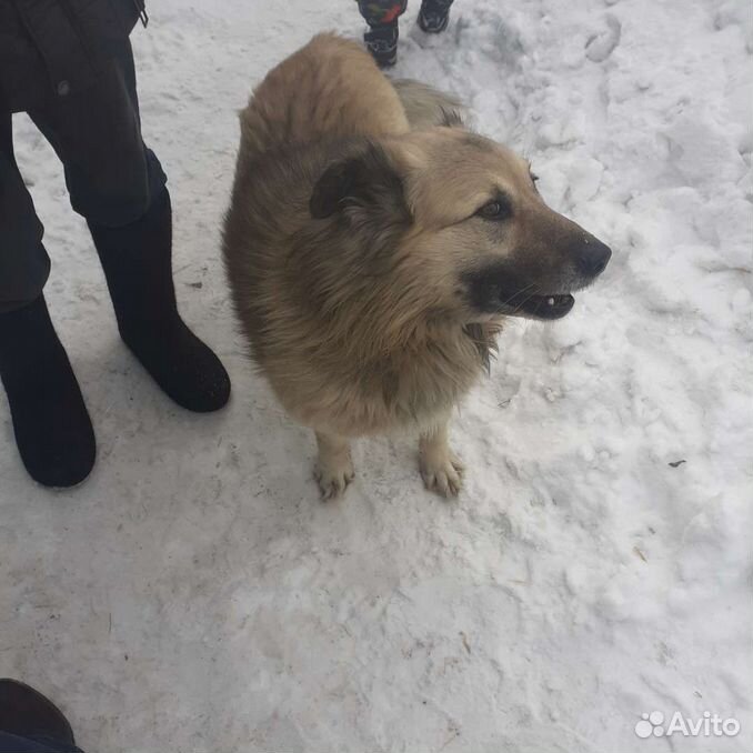 Кавказская овчарка помесь