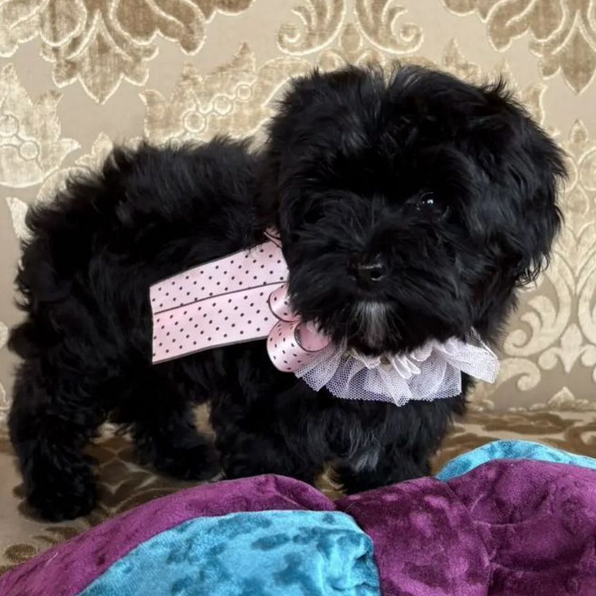 Мальтипу, щенок