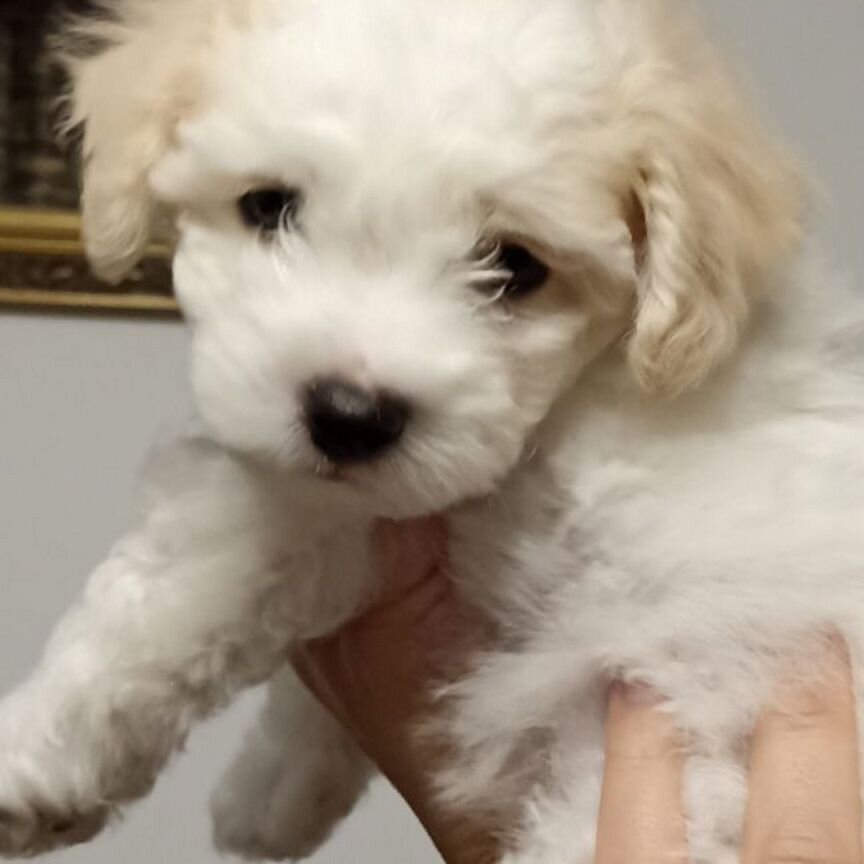 Продам мальчика Бишен Фризе