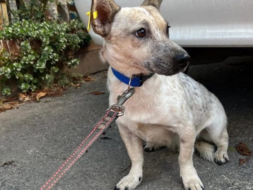 Мелкий пес в крапинку ищет дом