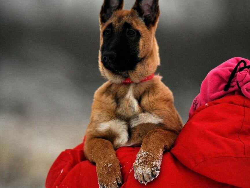 Девочка малинуа 4 месяца