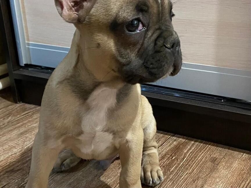 Французский бульдог щенок, мальчик