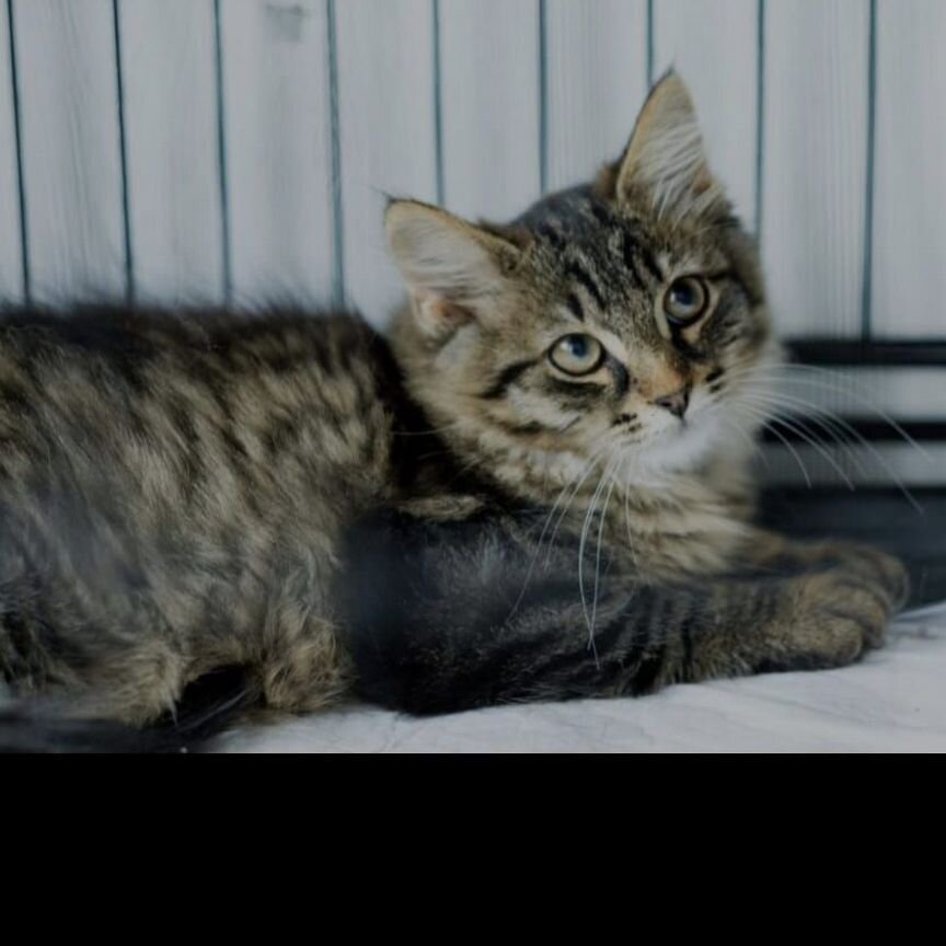 Котята в добрые руки девочки маленькие