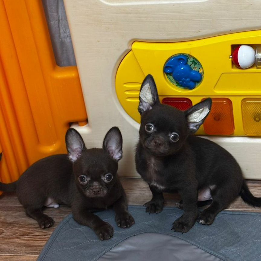 Чихуахуа, щенок