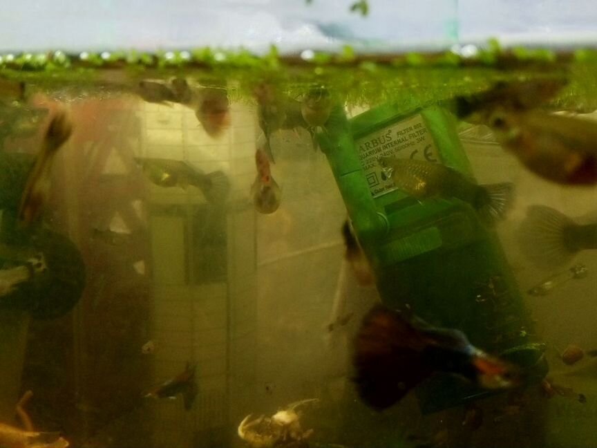 Гуппи отдам бесплатно