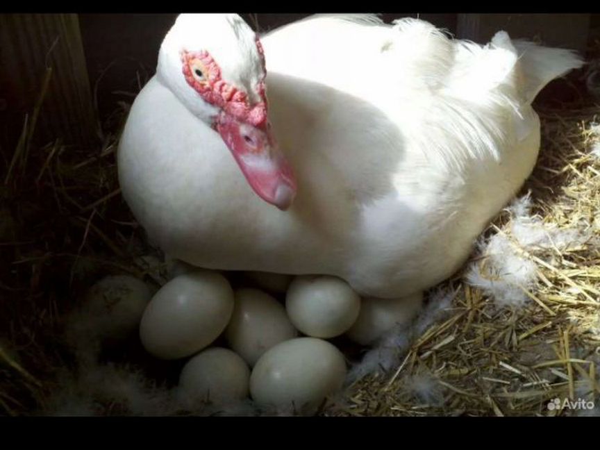 Инкубационное яйцо индоутки