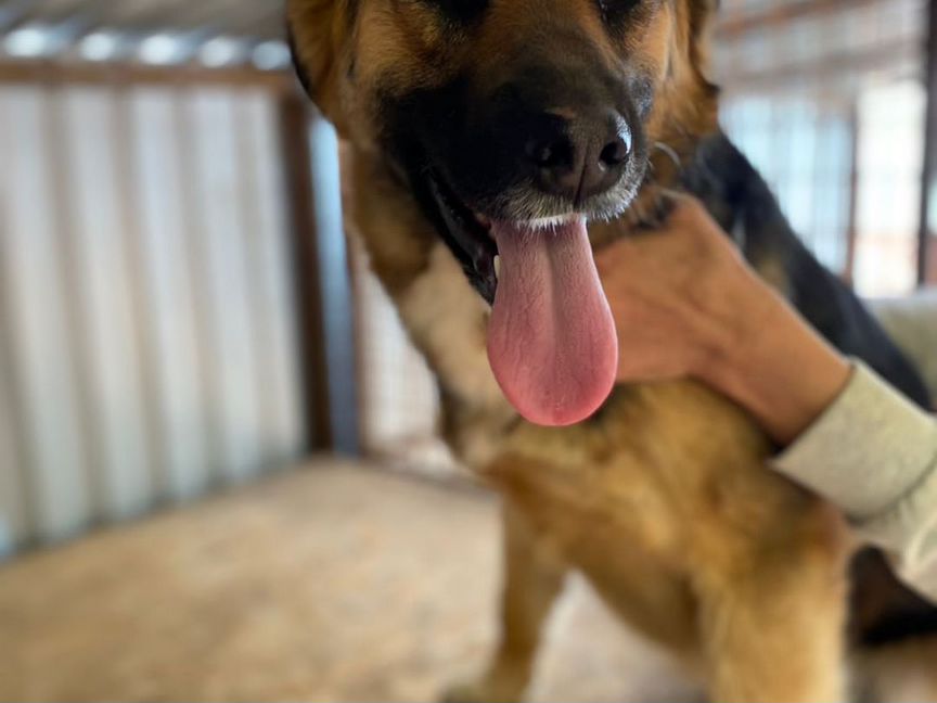 Заберите, пока не поздно. На воле ей будет тяжело